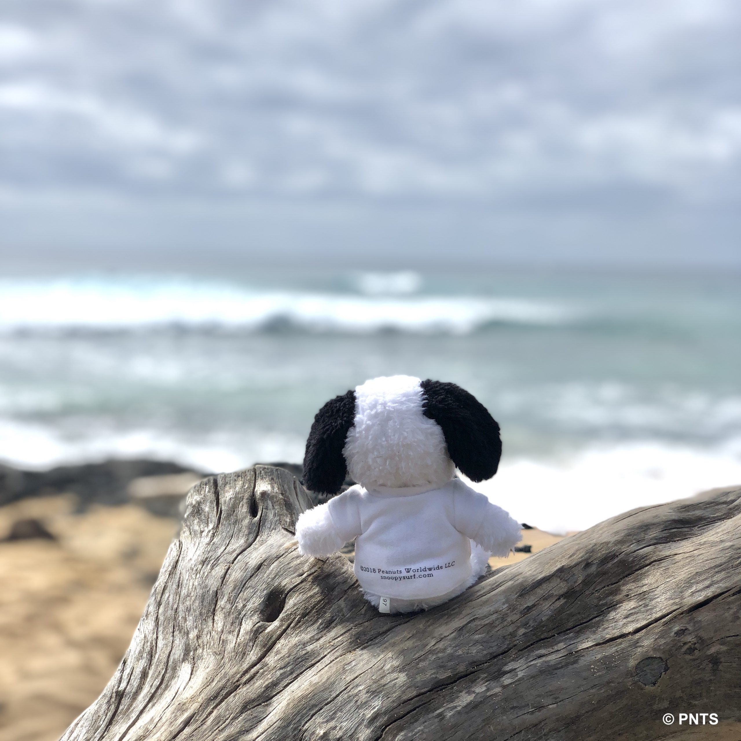 Love the Ocean ….♡ | Snoopy’s Surf Shop