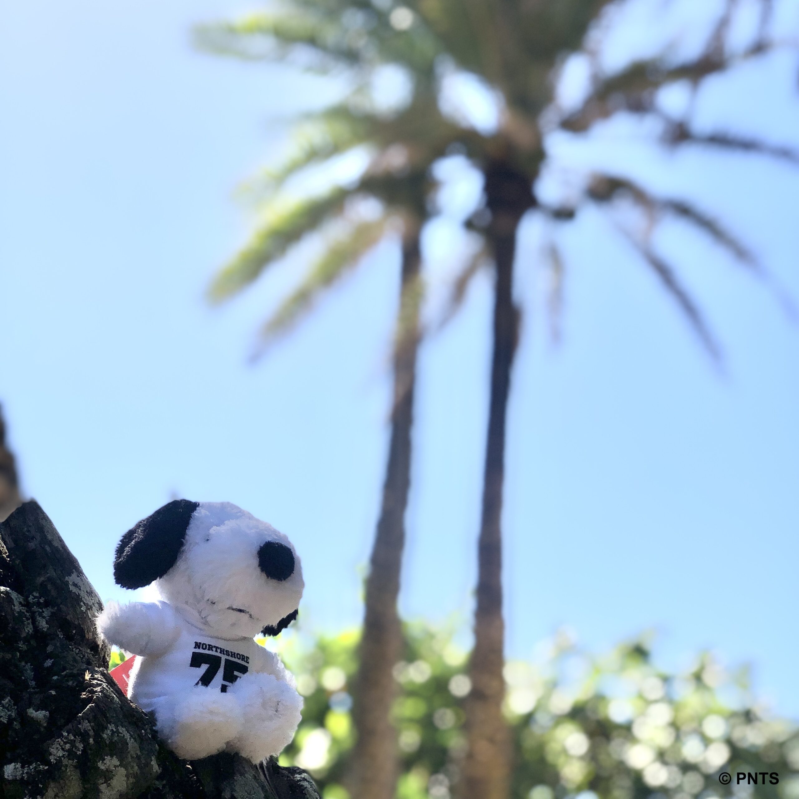 From North shore Hawaii | Snoopy’s Surf Shop