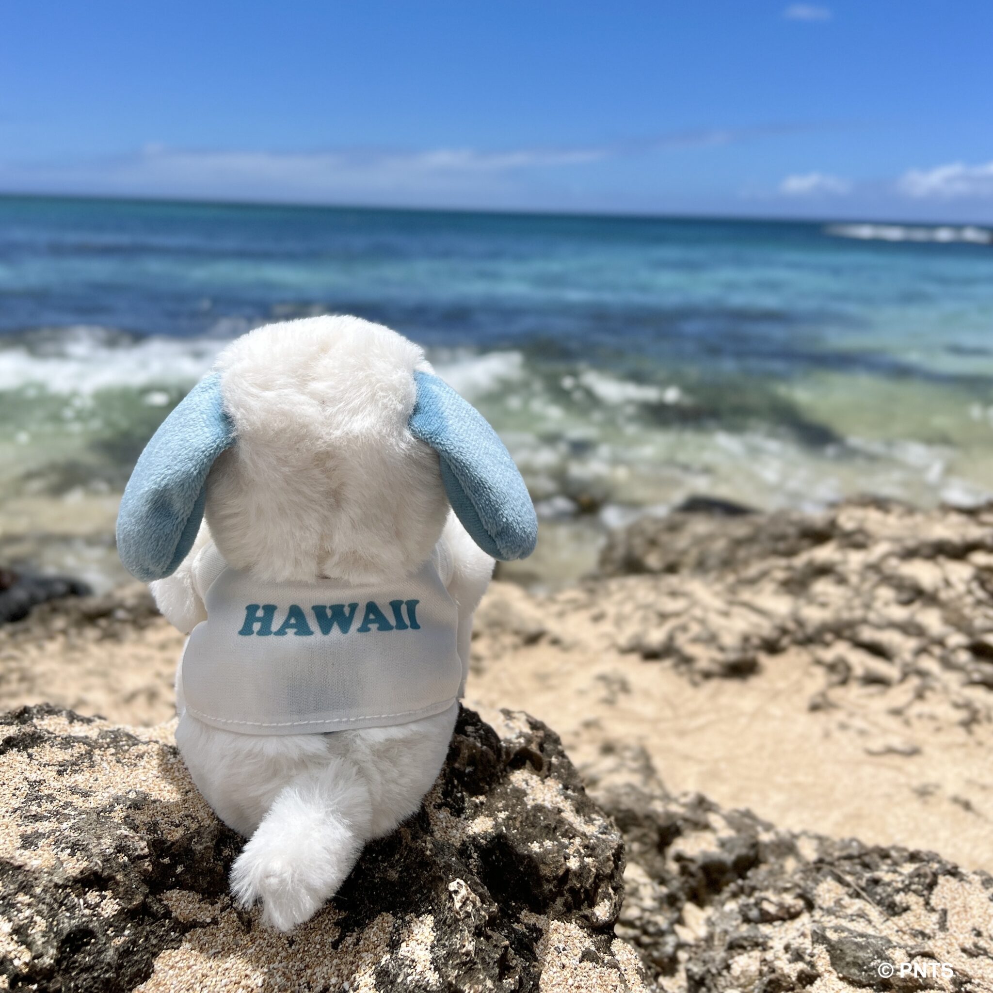 Aloha! North Shore | Snoopy’s Surf Shop