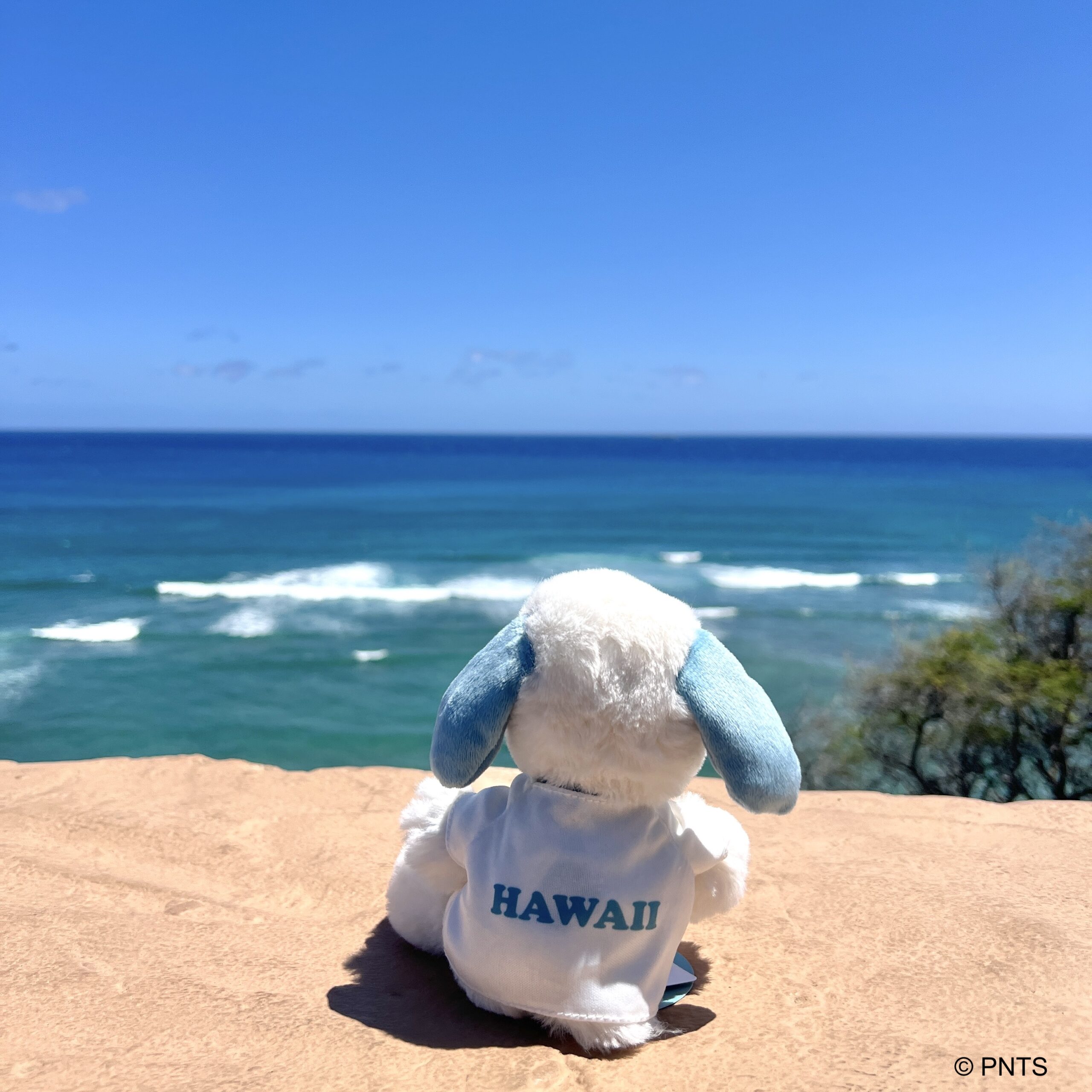 Aloha ! May is here! | Snoopy’s Surf Shop